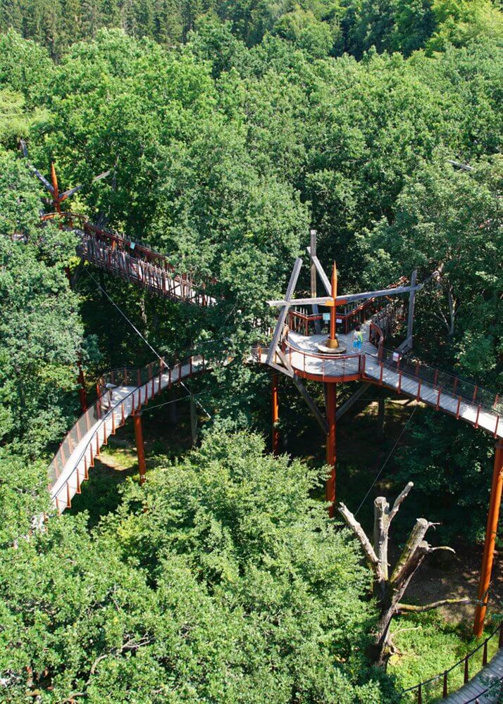 Ivenacker Eichen - Wald-MV